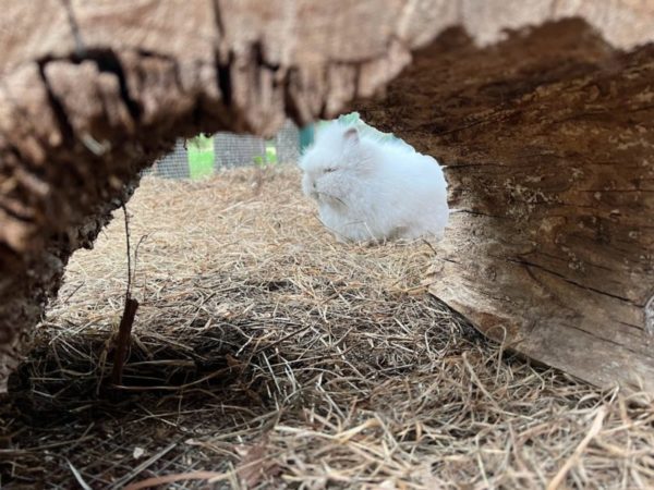 Setting up an Outdoor Rabbit Space - The Cape Coop