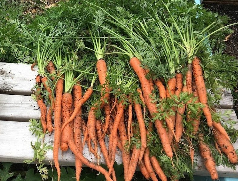 10 Vegetables You Can Grow in the Shade - The Cape Coop