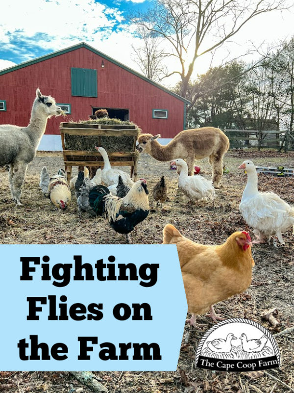 Fighting Flies on the Farm - The Cape Coop