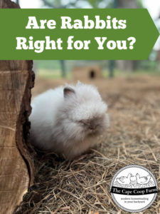 Are Rabbits Right for You? - The Cape Coop