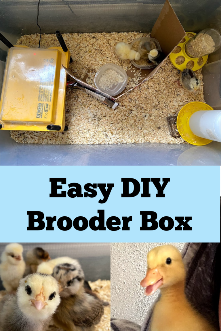 DIY Brooder Box - The Cape Coop