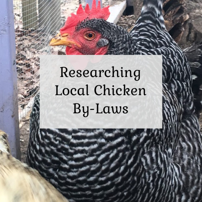 Chicken Keeping By-Laws on Cape Cod & how to find laws in your hometown ...
