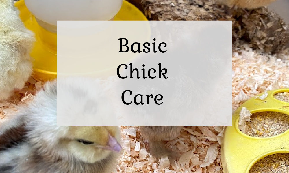 Basic Chick Care