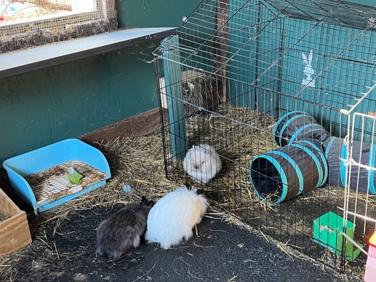 Introducing New Rabbits - The Cape Coop
