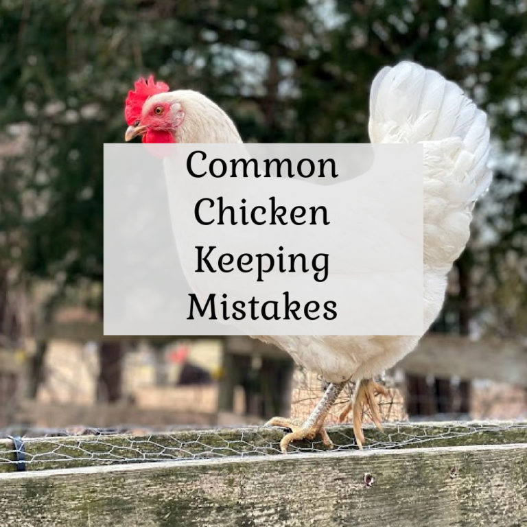 Common Chicken Keeping Mistakes to Avoid - The Cape Coop