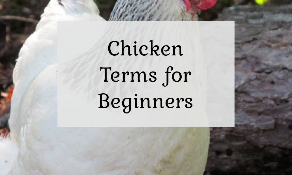 Chicken Terms for Beginners
