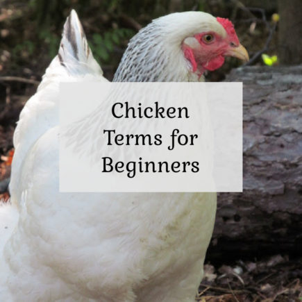 Chicken Terms for Beginners