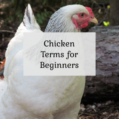 Chicken Terms for Beginners
