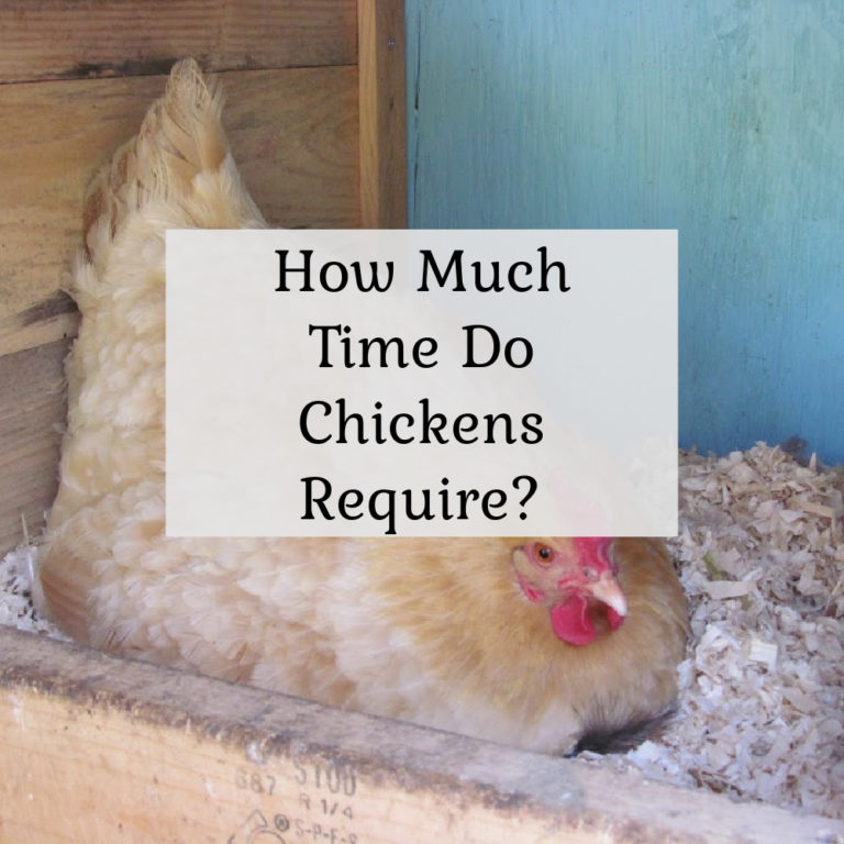 How much time do chickens require?