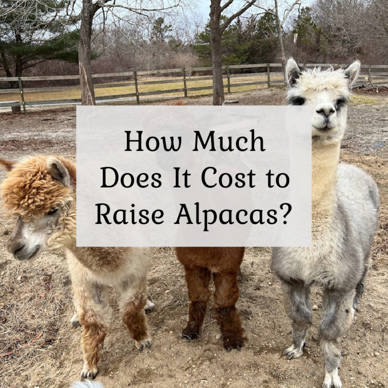 How Much Does It Cost to Raise Alpacas? - The Cape Coop