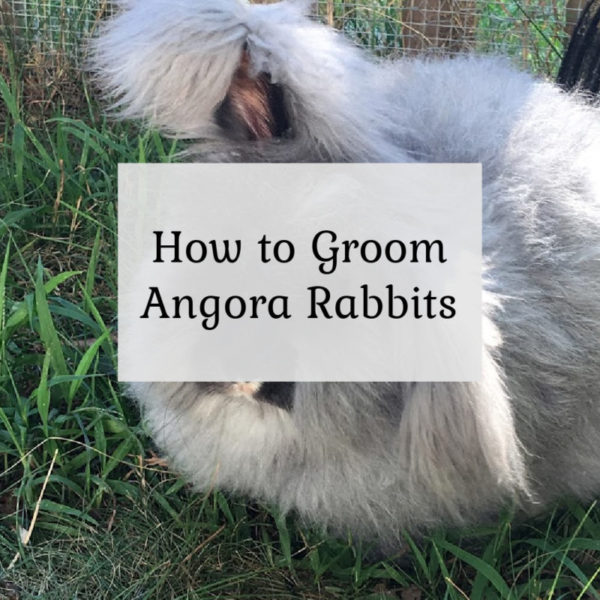 How to Groom Angora Rabbits