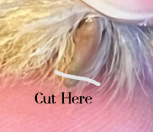 Trimming Rabbit Nails - The Cape Coop