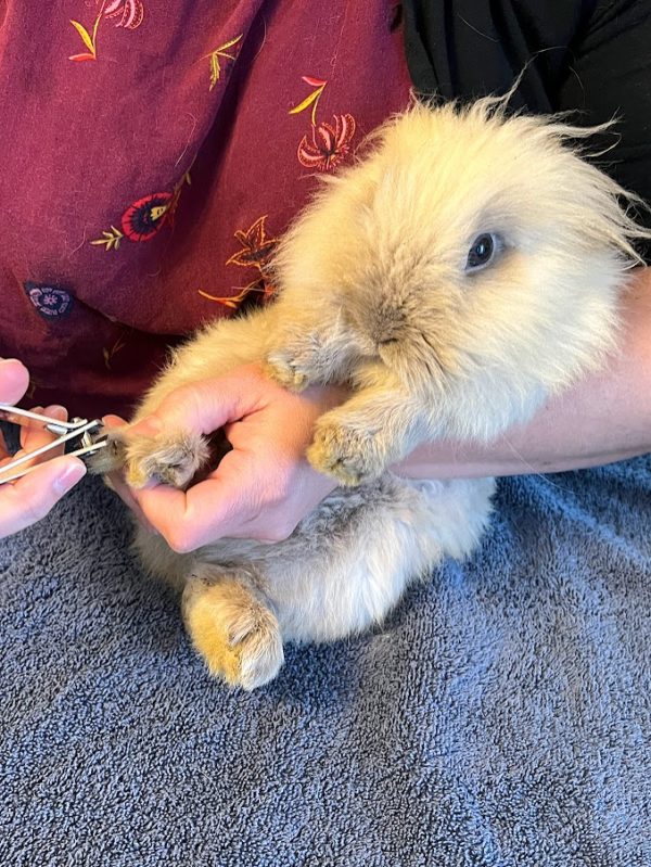 Trimming Rabbit Nails - The Cape Coop