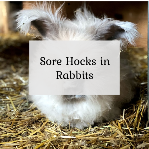 Sore Hocks in Rabbits - The Cape Coop