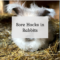 Sore Hocks in Rabbits - The Cape Coop