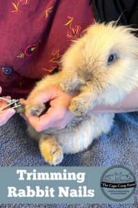Trimming Rabbit Nails - The Cape Coop