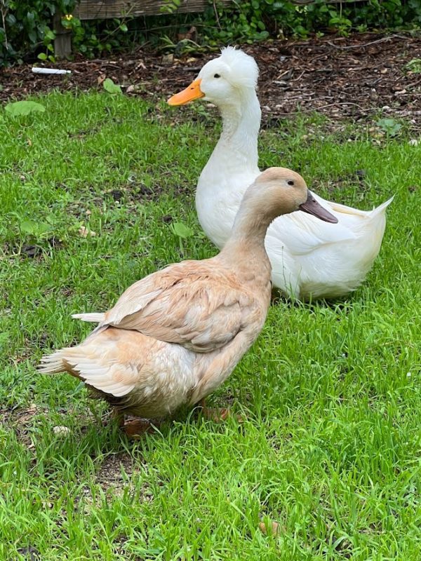 How do you tell male & female ducks apart? - The Cape Coop