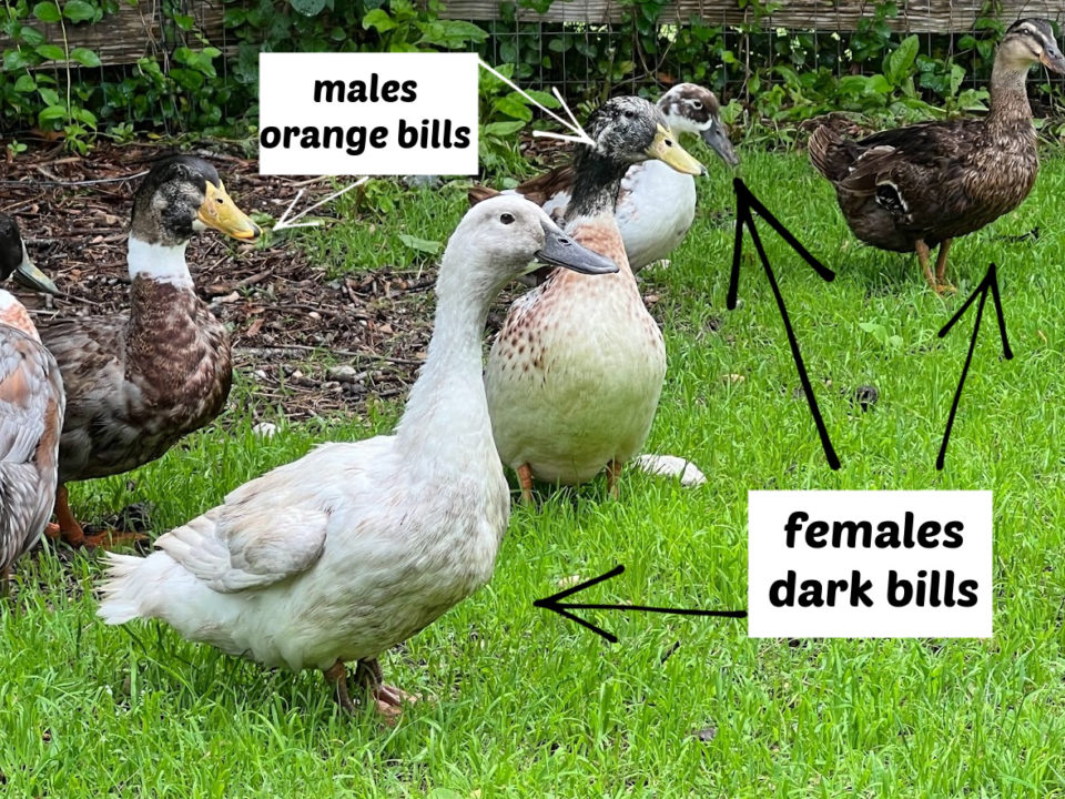 How do you tell male & female ducks apart? - The Cape Coop