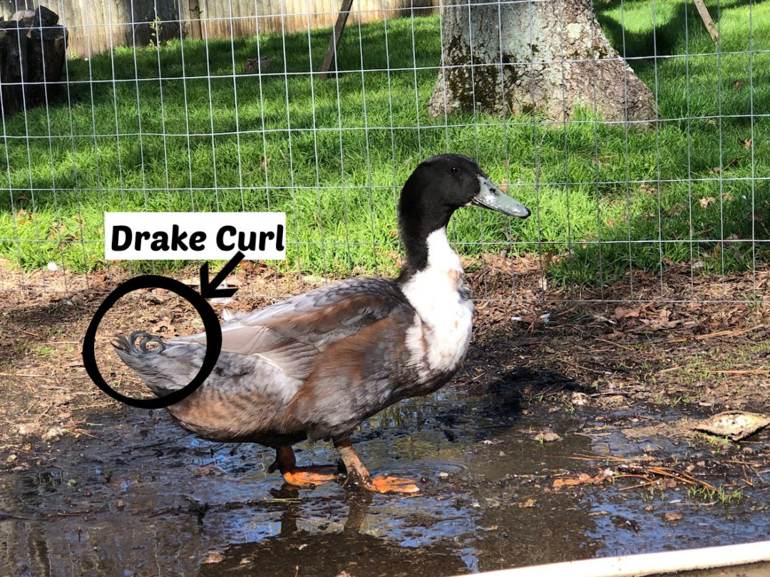 How do you tell male & female ducks apart? - The Cape Coop