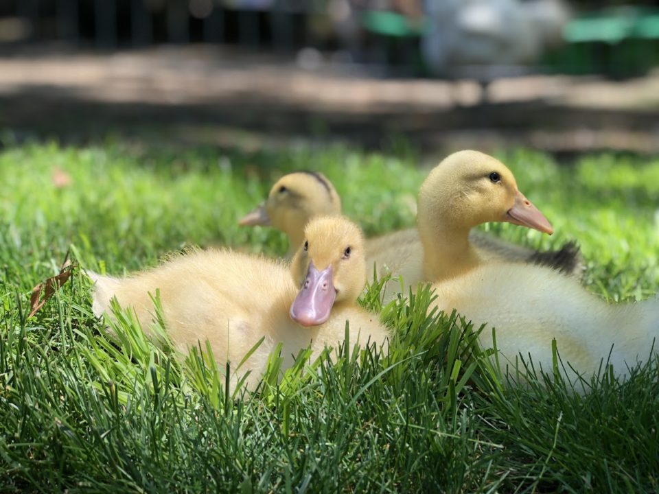 Backyard Ducks for Absolute Beginners - The Cape Coop