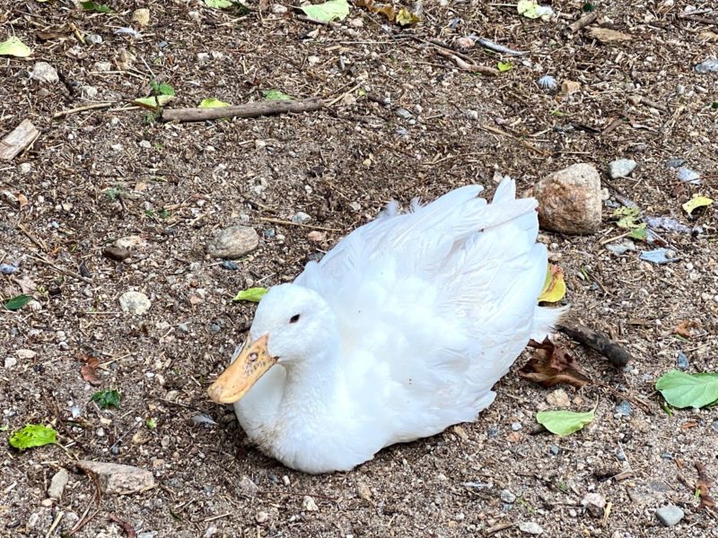 How do you tell male & female ducks apart? - The Cape Coop