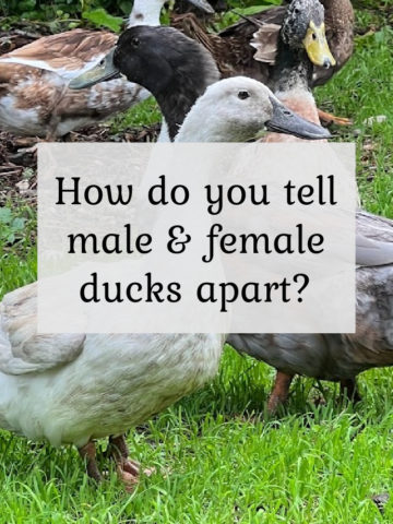How do you tell male & female ducks apart? - The Cape Coop