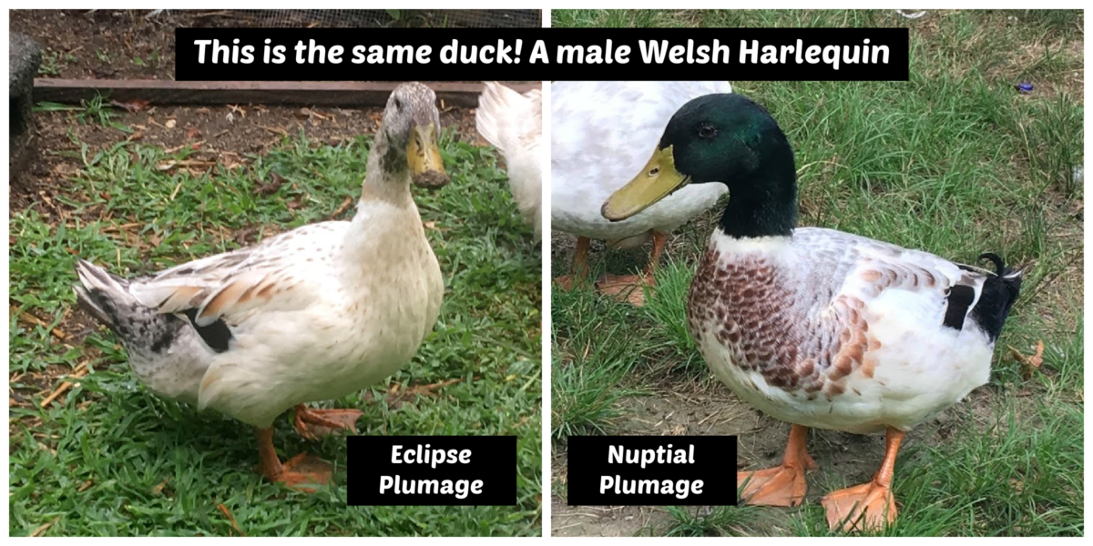 How do you tell male & female ducks apart? - The Cape Coop
