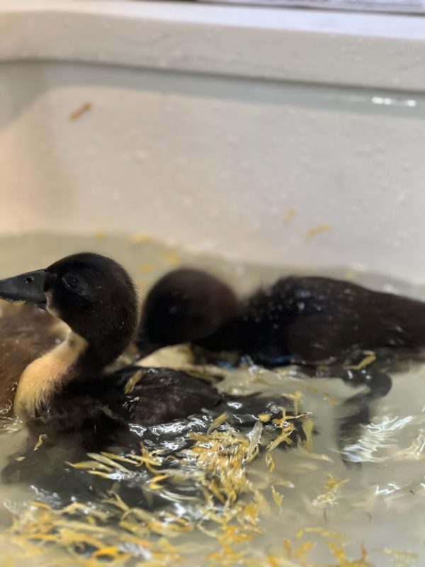 Backyard Ducks for Absolute Beginners - The Cape Coop