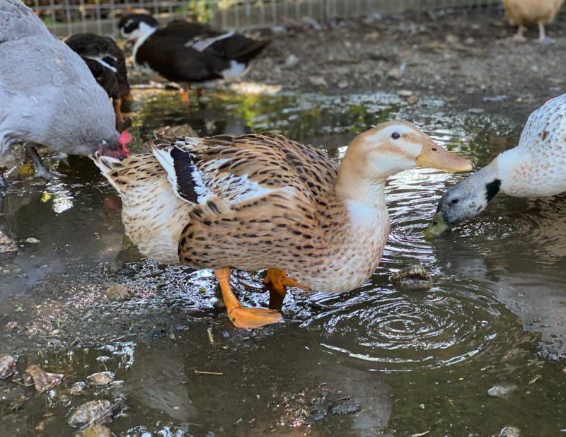Great Backyard Duck Breeds - The Cape Coop