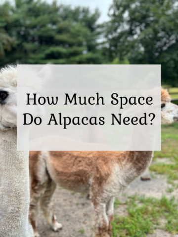 How Much Space Do Alpacas Need? - The Cape Coop