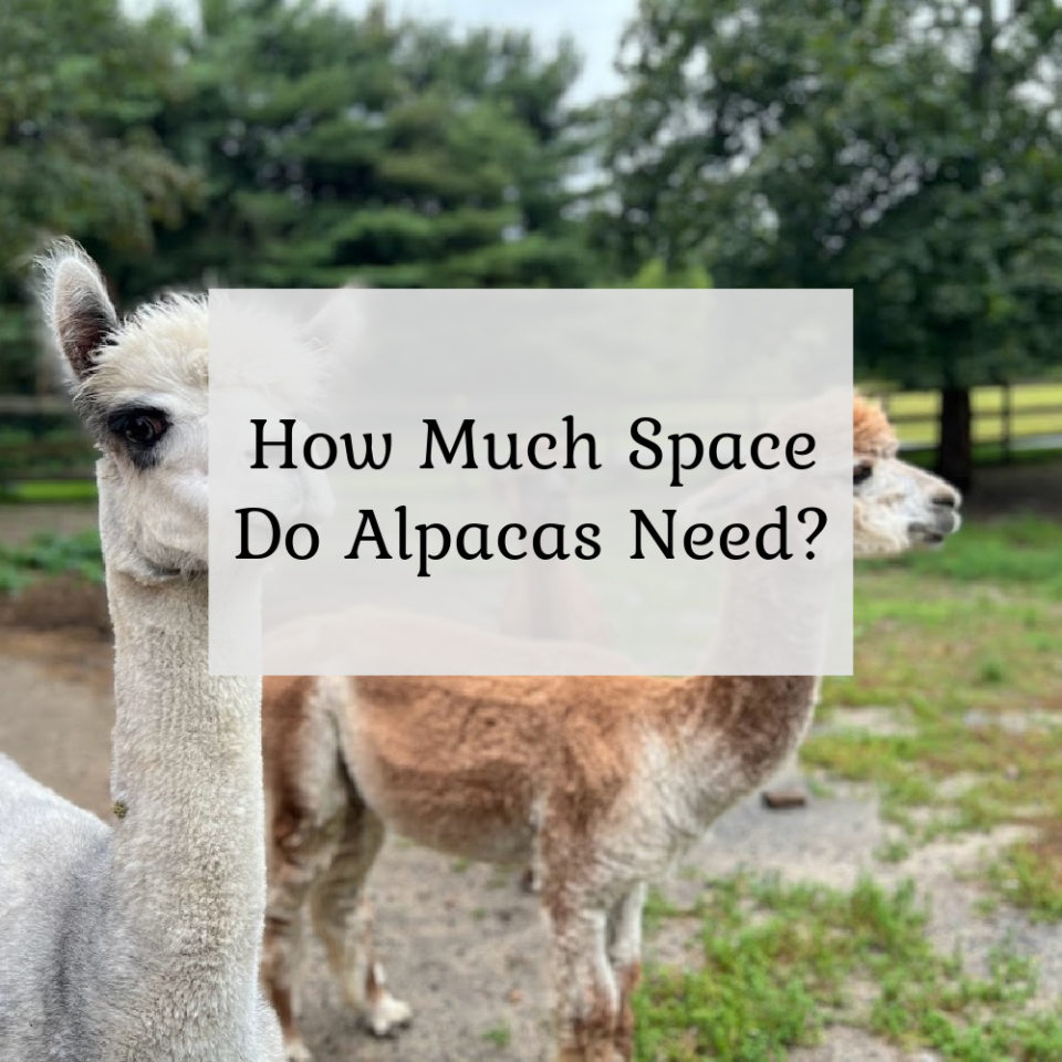 Do Alpacas Make Good Pets? - The Cape Coop