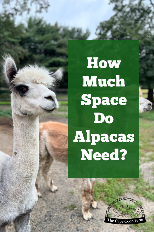 How Much Space Do Alpacas Need? - The Cape Coop