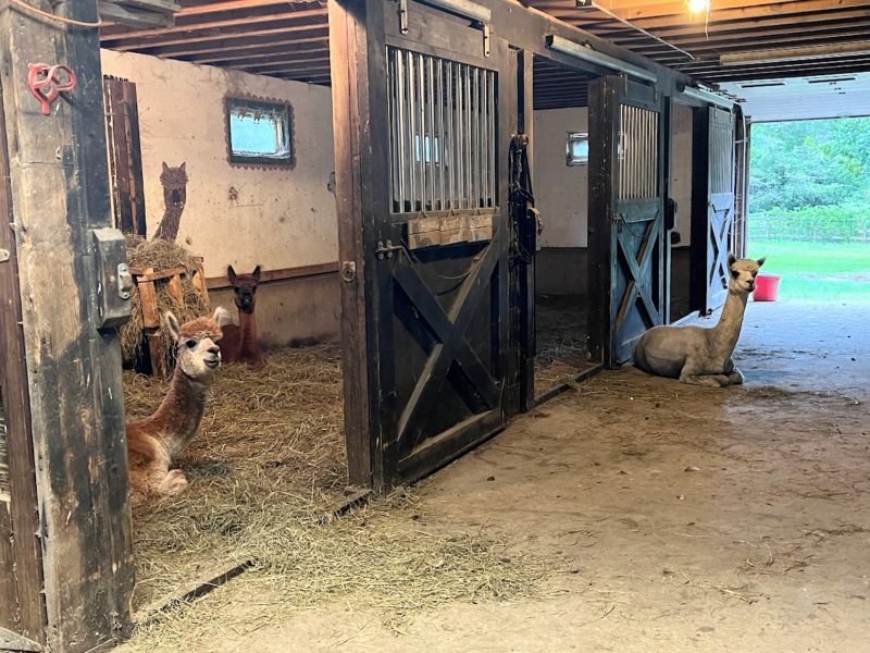 How Much Space Do Alpacas Need? - The Cape Coop