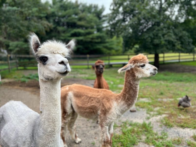 How Much Space Do Alpacas Need? - The Cape Coop