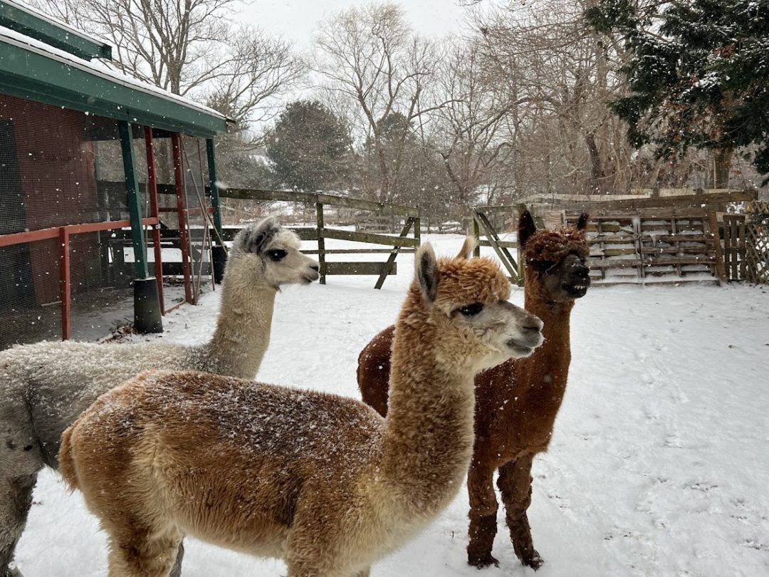 How Much Space Do Alpacas Need? - The Cape Coop