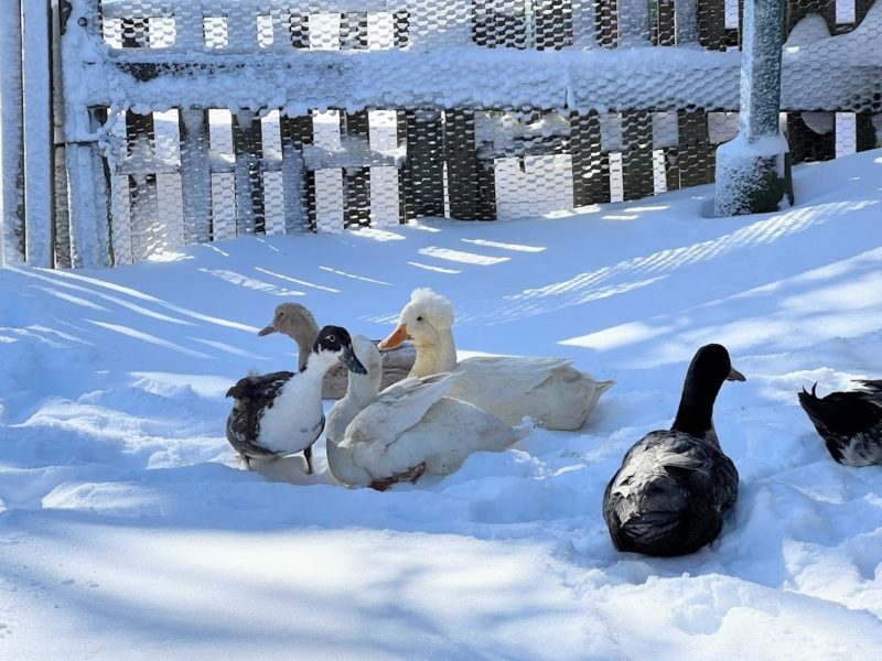 Winter Duck Care - The Cape Coop