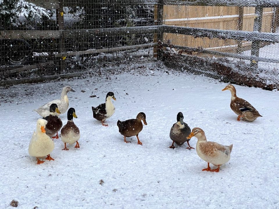 Winter Duck Care - The Cape Coop