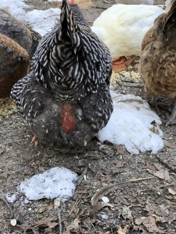 Water Belly (Ascites) in Chickens - The Cape Coop