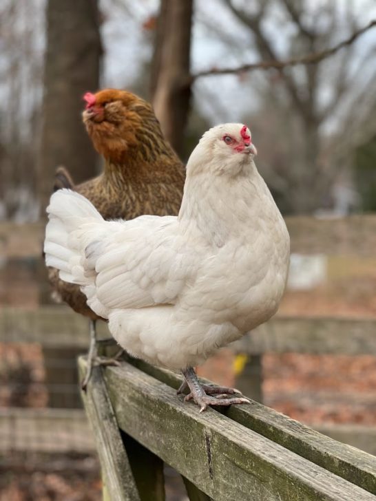 Can Chickens Fly? - The Cape Coop