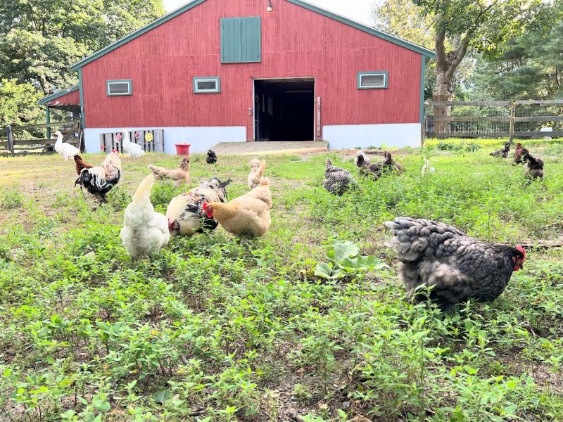 Can Chickens Fly? - The Cape Coop