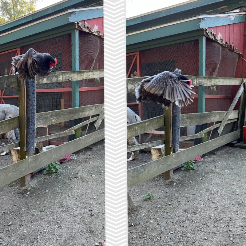 Can Chickens Fly? - The Cape Coop