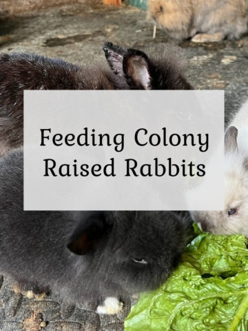Feeding Colony Raised Rabbits - The Cape Coop
