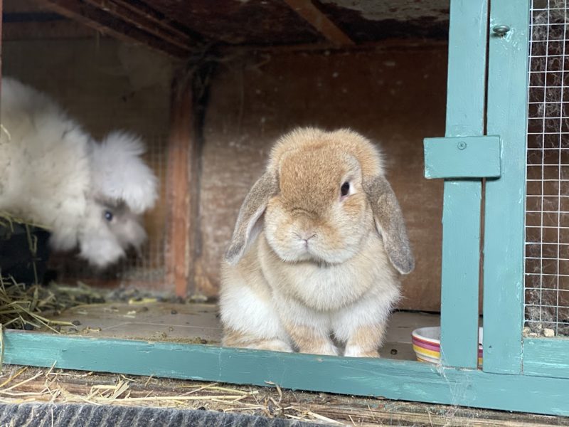 Feeding Colony Raised Rabbits - The Cape Coop