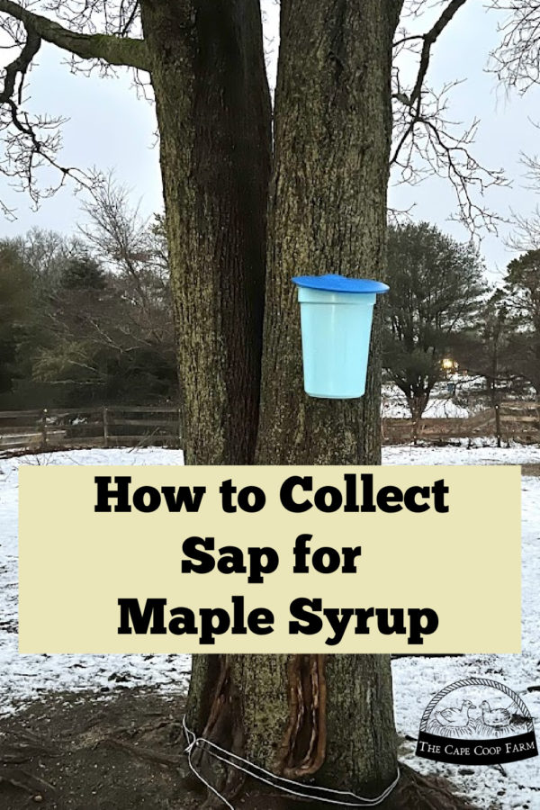 How to Collect Sap for Maple Syrup - The Cape Coop