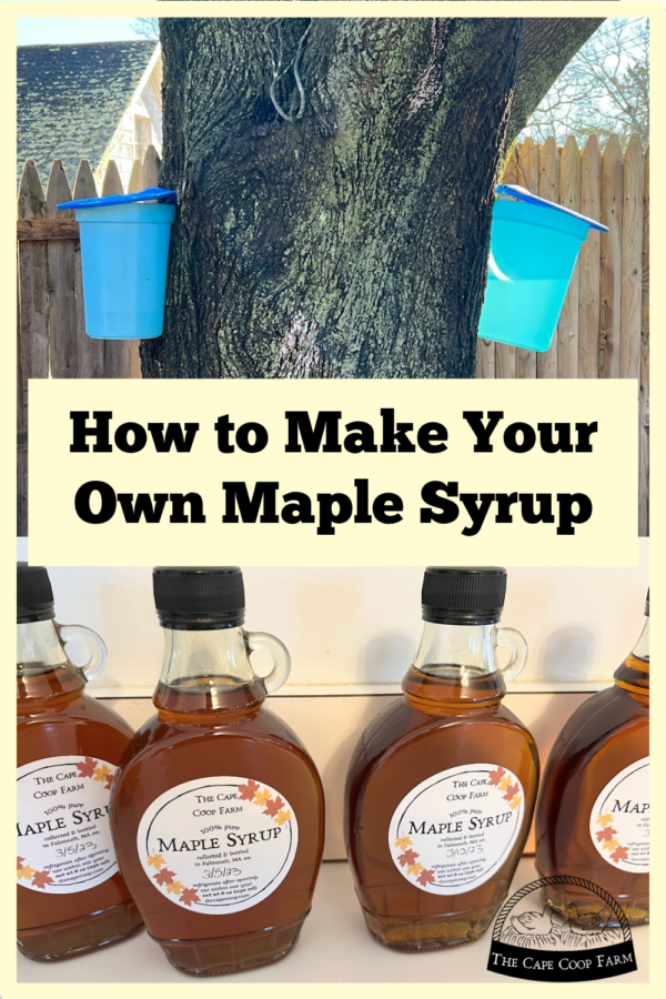 How to Make Maple Syrup - The Cape Coop