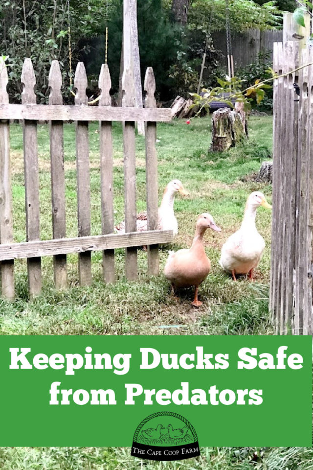 Keeping Ducks Safe from Predators - The Cape Coop