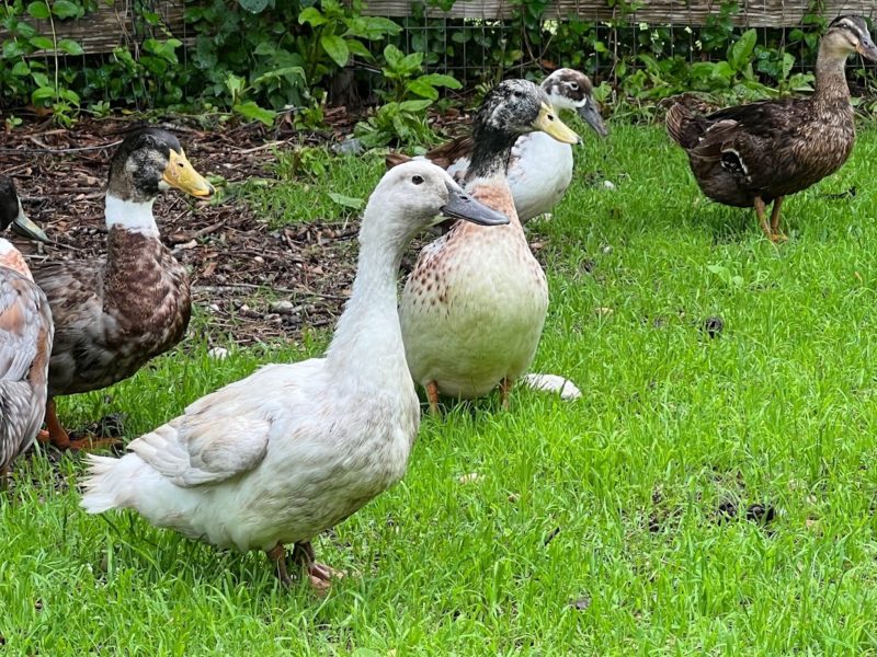 Keeping Ducks Safe from Predators - The Cape Coop