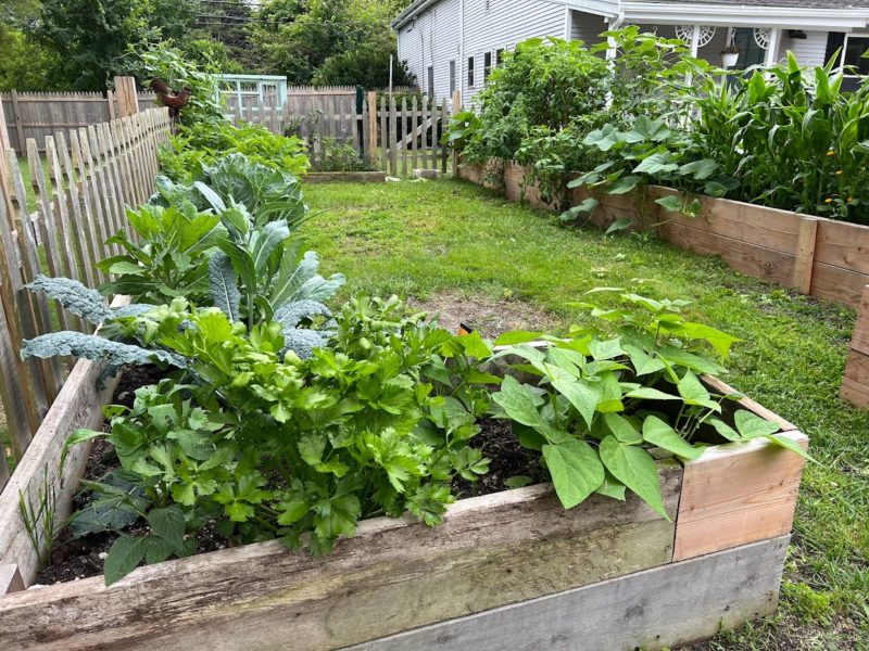 Beginners Guide to Square Foot Gardening - The Cape Coop