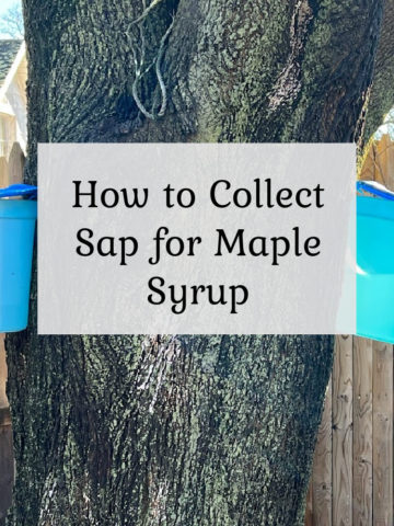 How to Collect Sap for Maple Syrup - The Cape Coop
