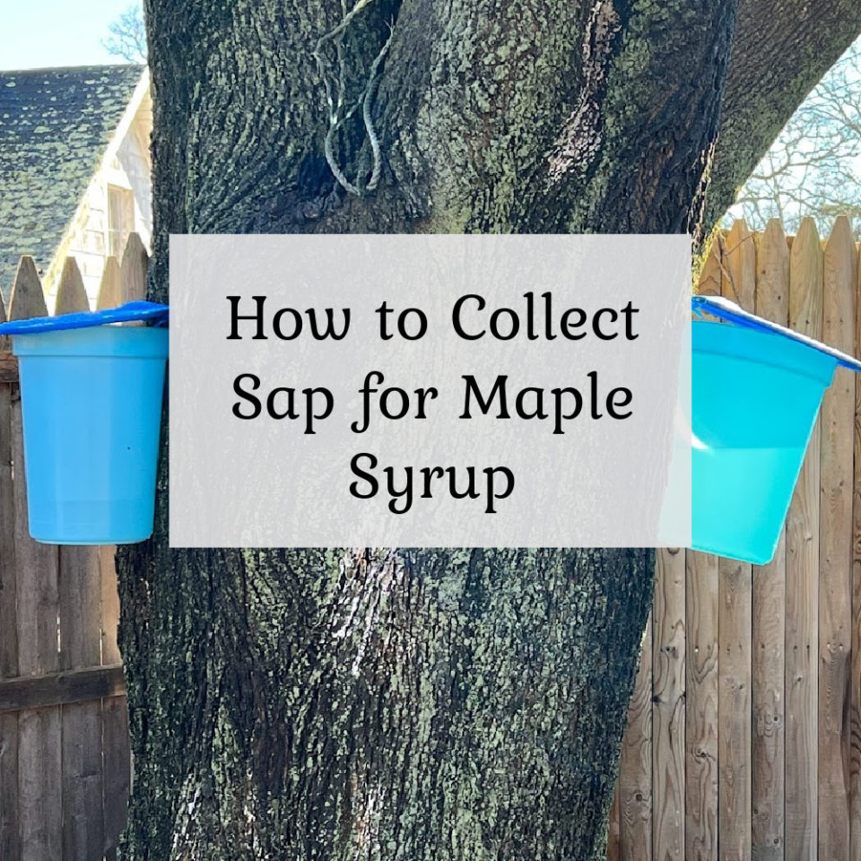 How to Make Maple Syrup - The Cape Coop